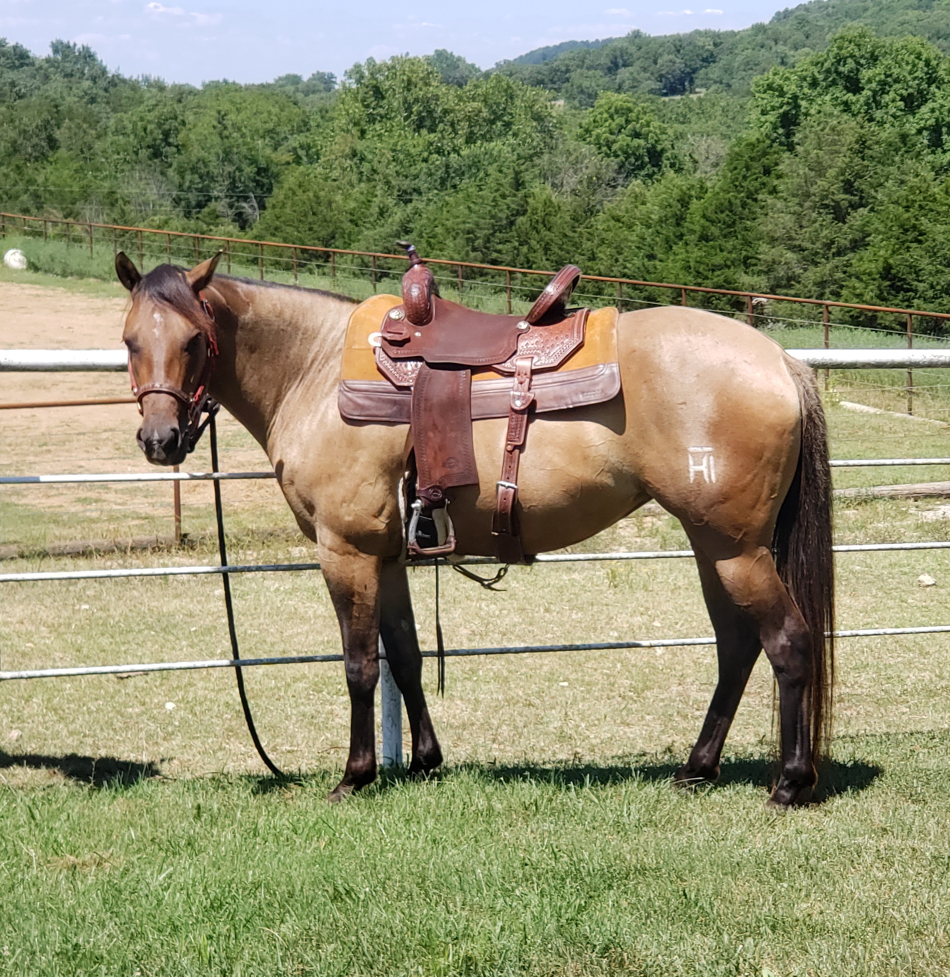 Sold Horses – The Bar Hi Ranch